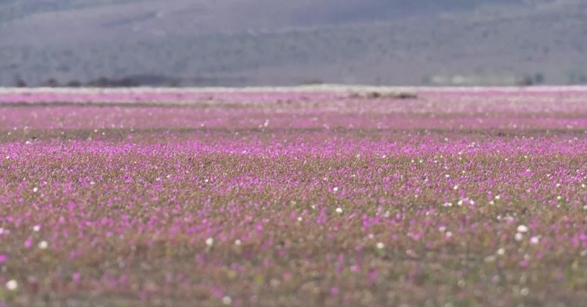 La flor que brota en el desierto de Atacama