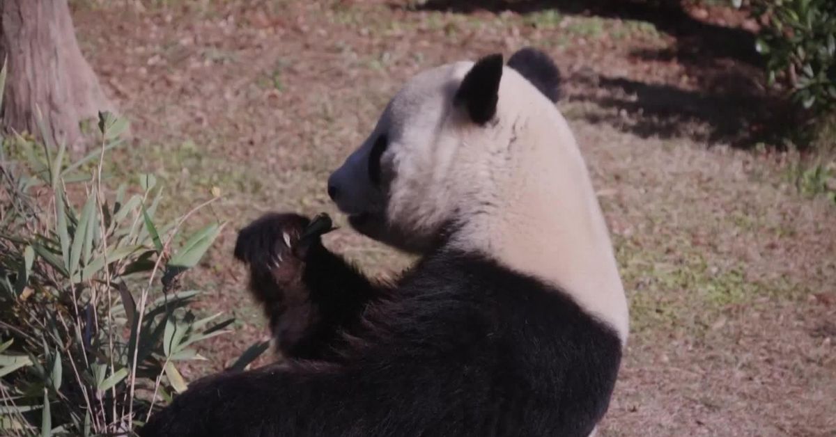 Los japoneses se despiden de sus últimos osos panda