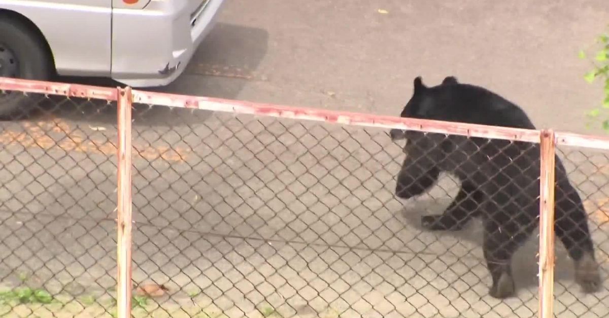 Un oso provoca el pánico y cuatro heridos en la ciudad japonesa de ...