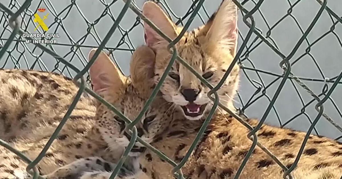 X032-IMAGENES GCIVIL FELINOS SALVAJES CANARIAS