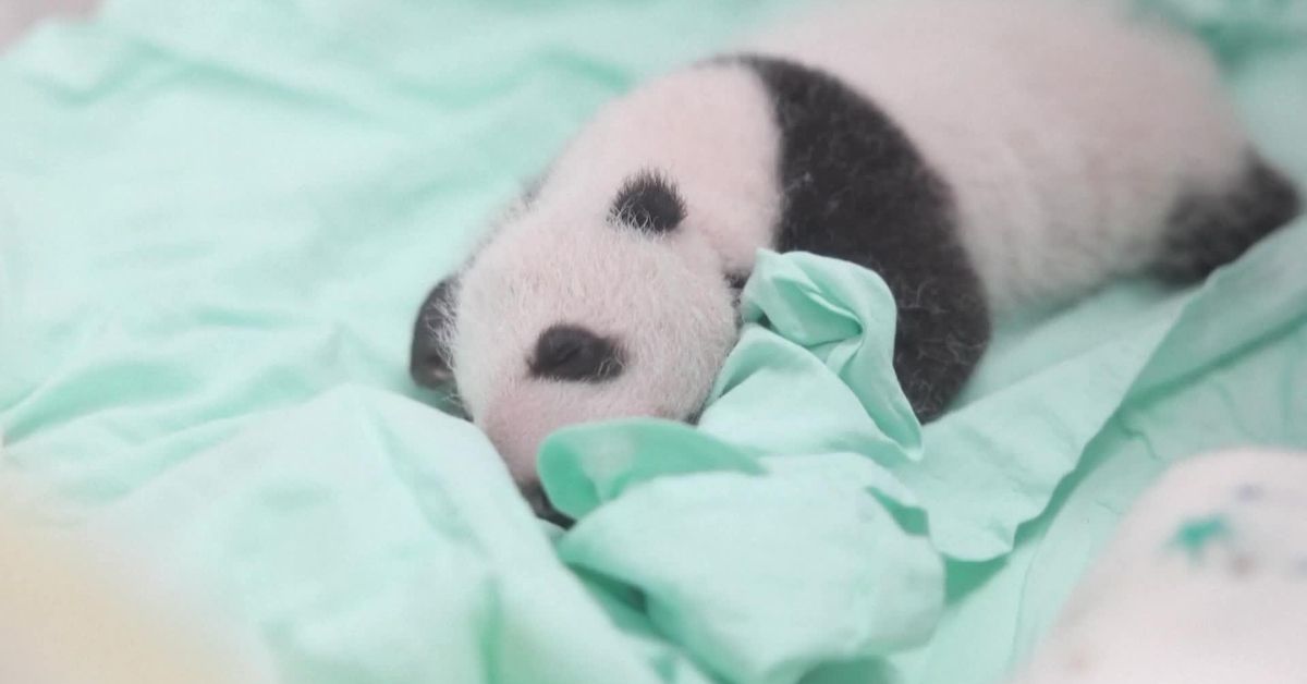 China cría su primer panda gigante nacido por inseminación artificial