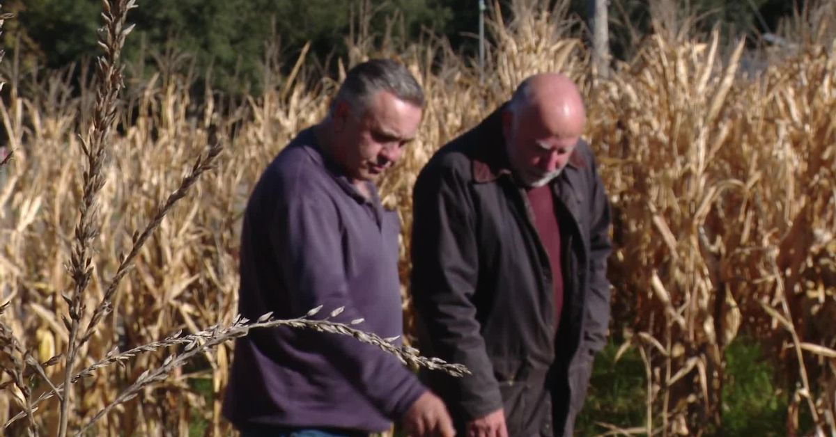 V026-LLEIDA SEGUIMIENTO PESTE PORCINA CAZADORES