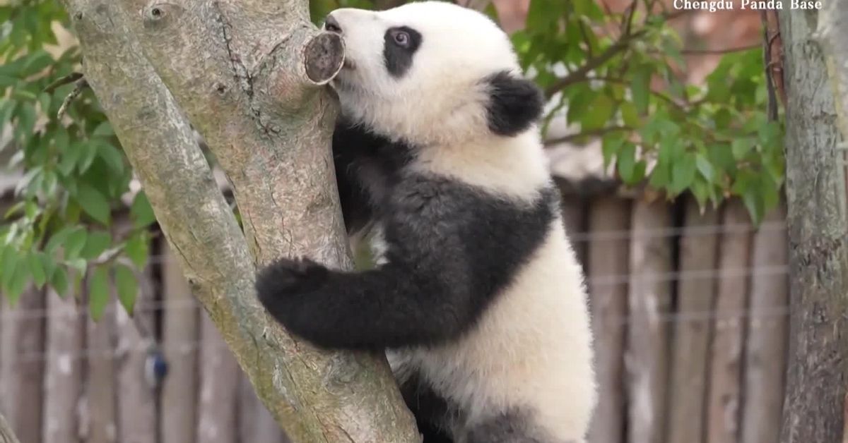 Debutan en público los últimos pandas gigantes nacidos de China
