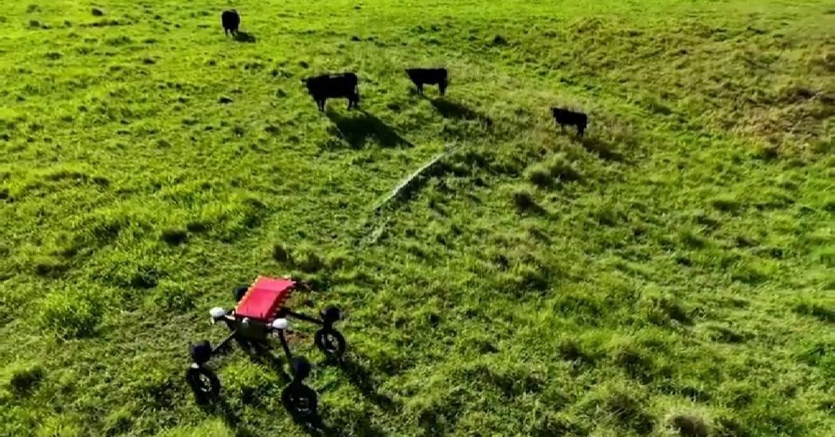 Investigadores australianos trabajan en la primera "vaca inteligente”